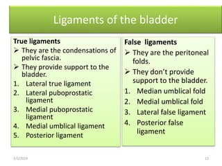 Ligaments Of The Bladder