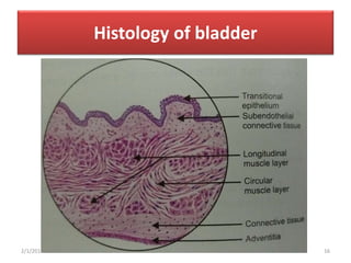 Urinary Bladder Histology Labeled