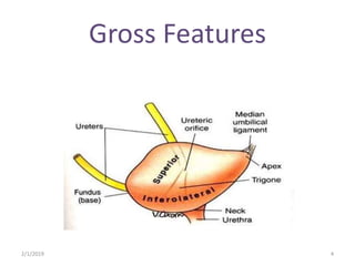 Bladder Anatomy Apex
