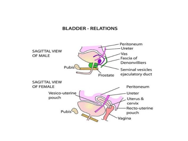 Urinary bladder (Anatomy)