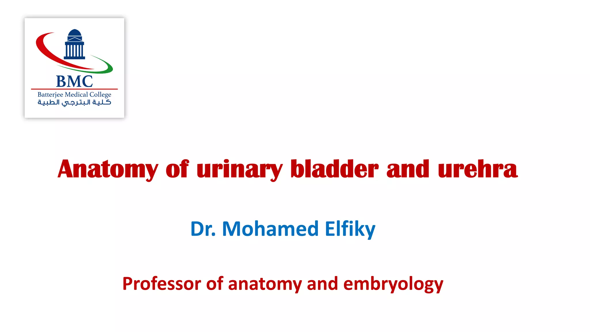 anatomy of Urinary bladder | PDF