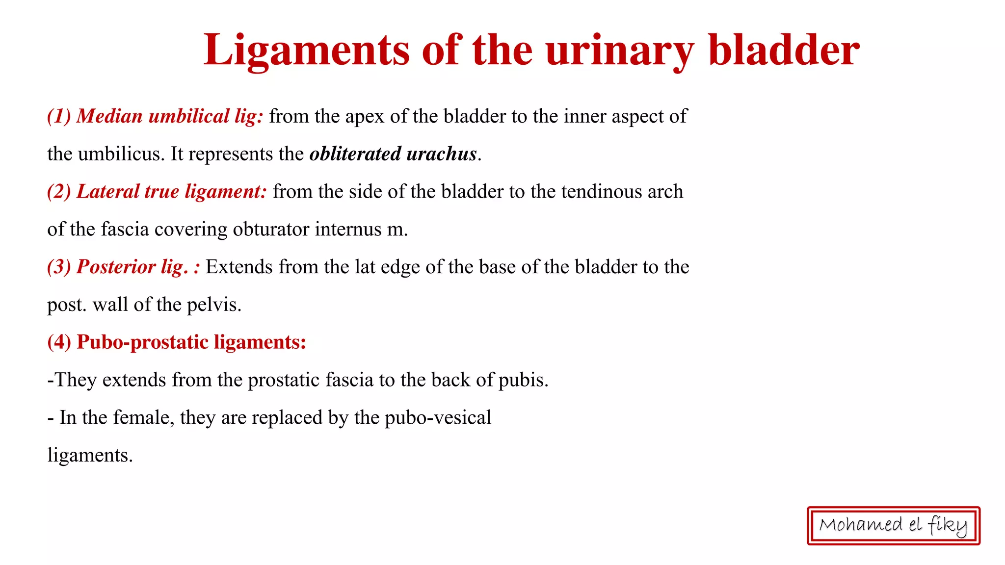 anatomy of Urinary bladder | PDF