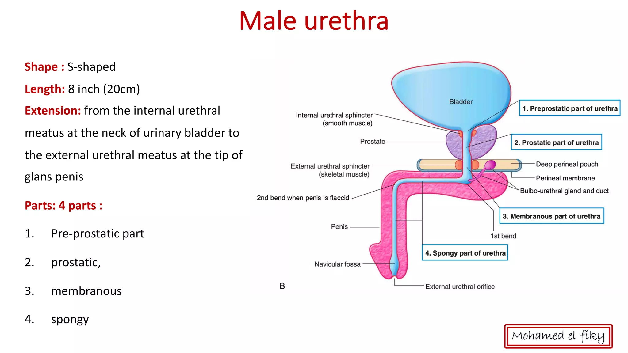 anatomy of Urinary bladder | PDF