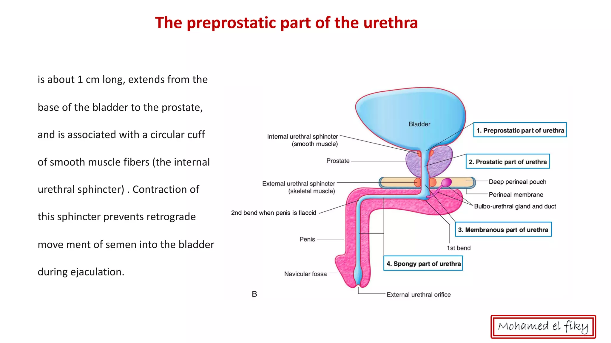 anatomy of Urinary bladder | PDF