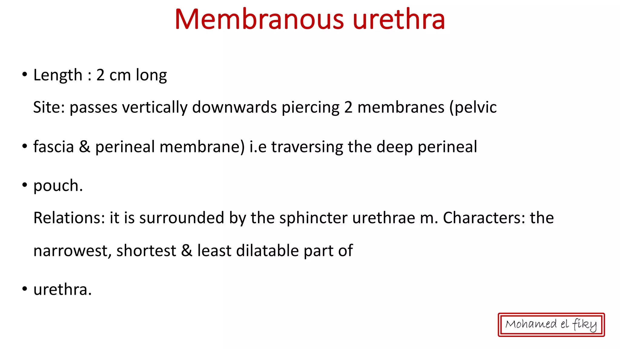 anatomy of Urinary bladder | PDF