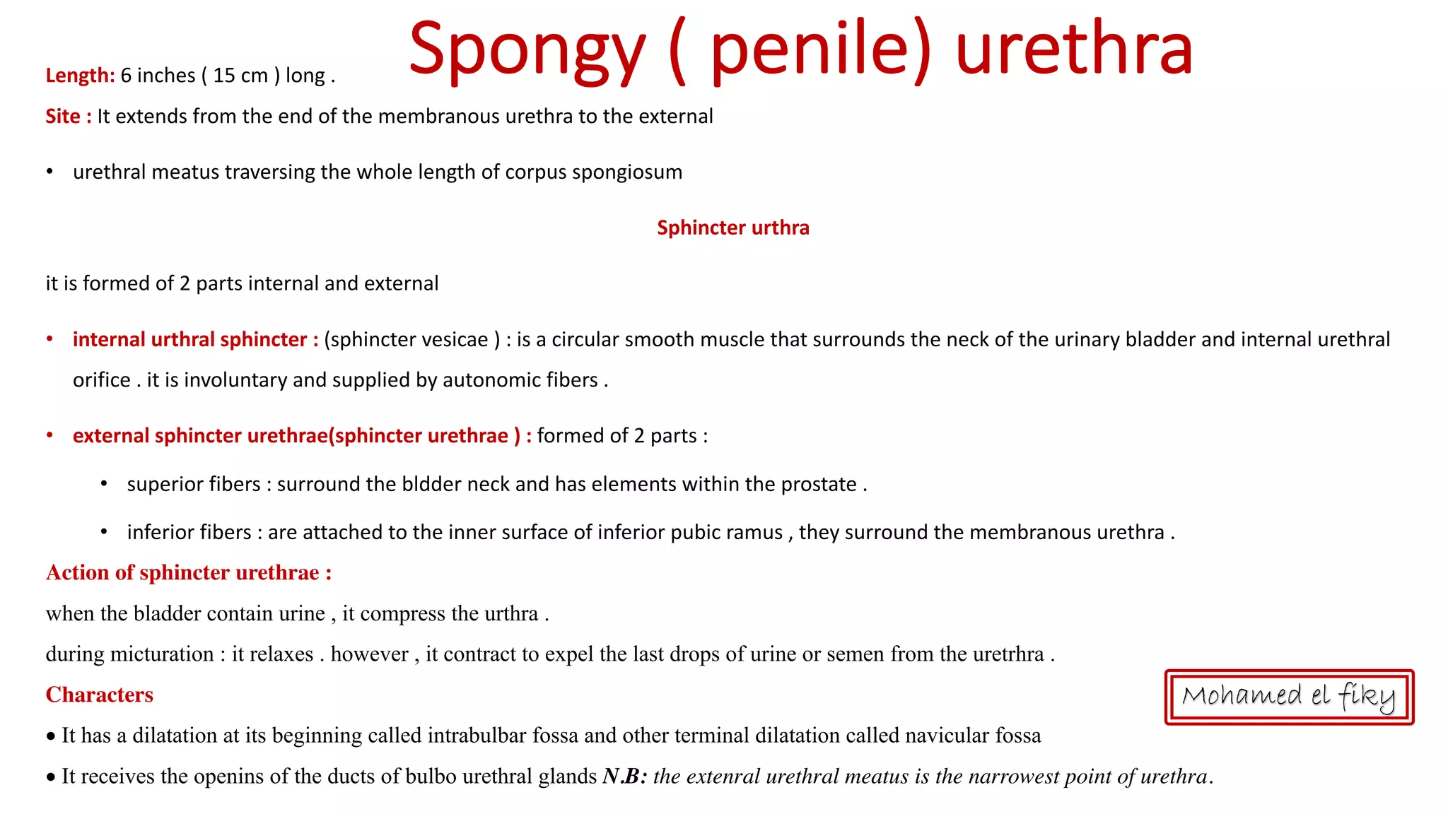 anatomy of Urinary bladder | PDF