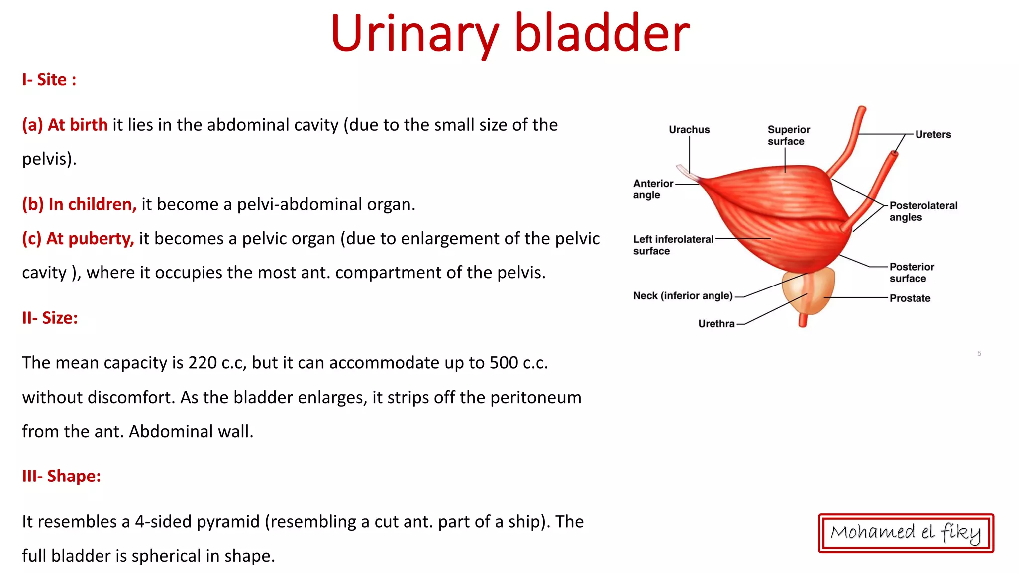 anatomy of Urinary bladder | PDF