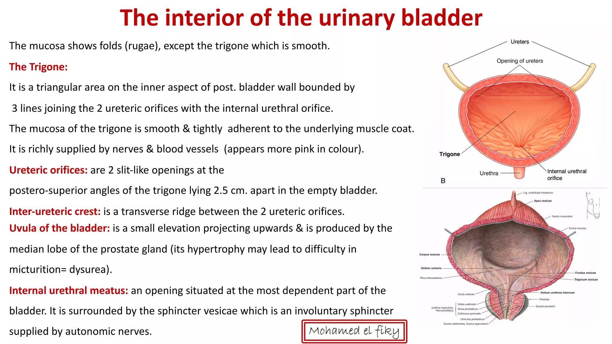 anatomy of Urinary bladder | PDF