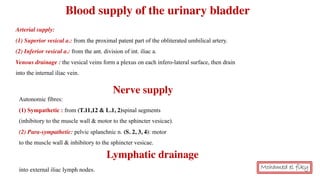 anatomy of Urinary bladder | PDF