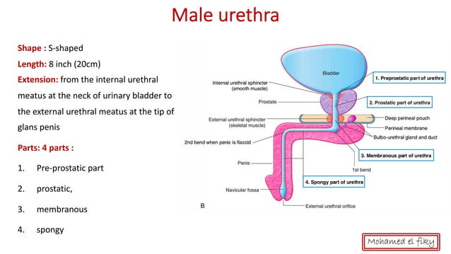 anatomy of Urinary bladder | PDF