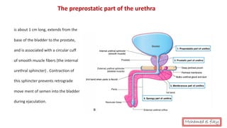 anatomy of Urinary bladder | PDF