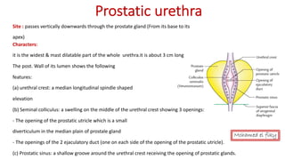 anatomy of Urinary bladder | PDF