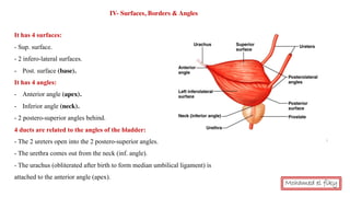 anatomy of Urinary bladder | PDF