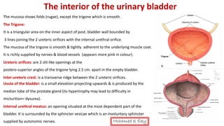 anatomy of Urinary bladder | PDF