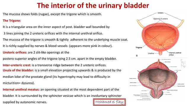 anatomy of Urinary bladder | PDF