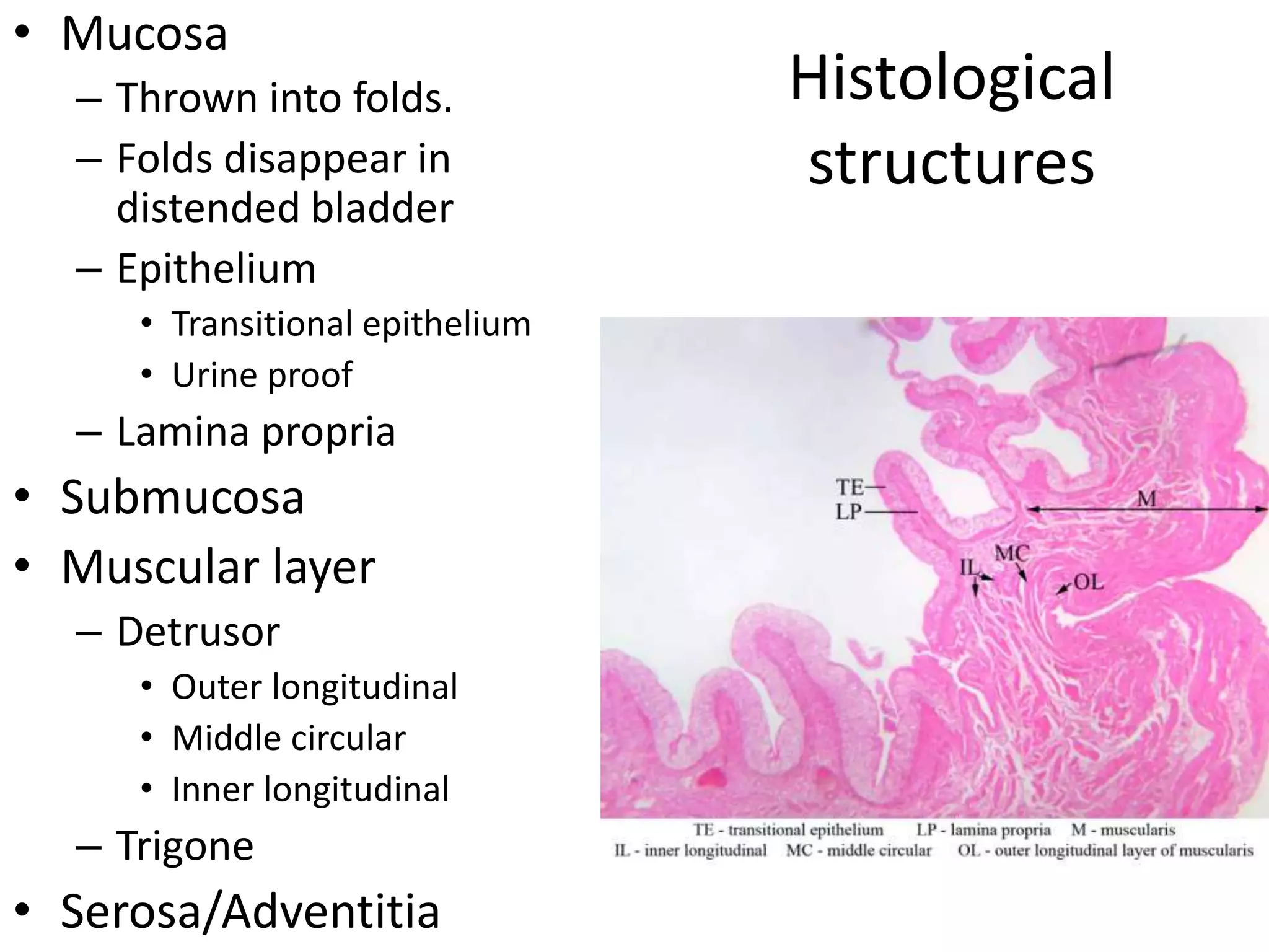 Urinary bladder.pptx