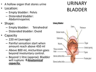 Urinary bladder.pptx