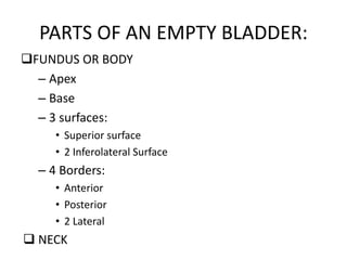 Urinary bladder.pptx