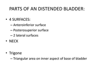 Urinary bladder.pptx