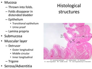 Urinary bladder.pptx