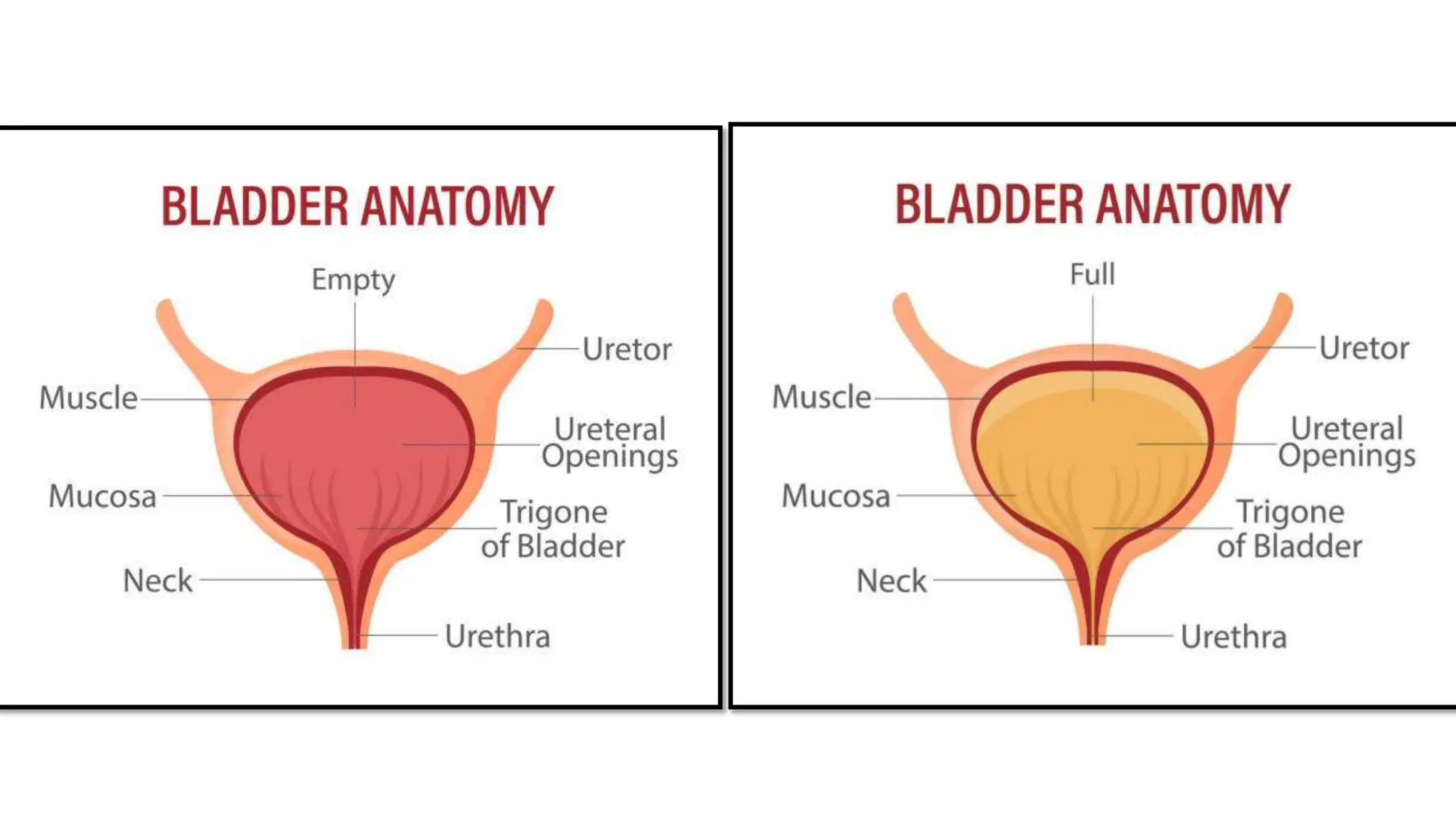 URINARY BLADDER.pptx