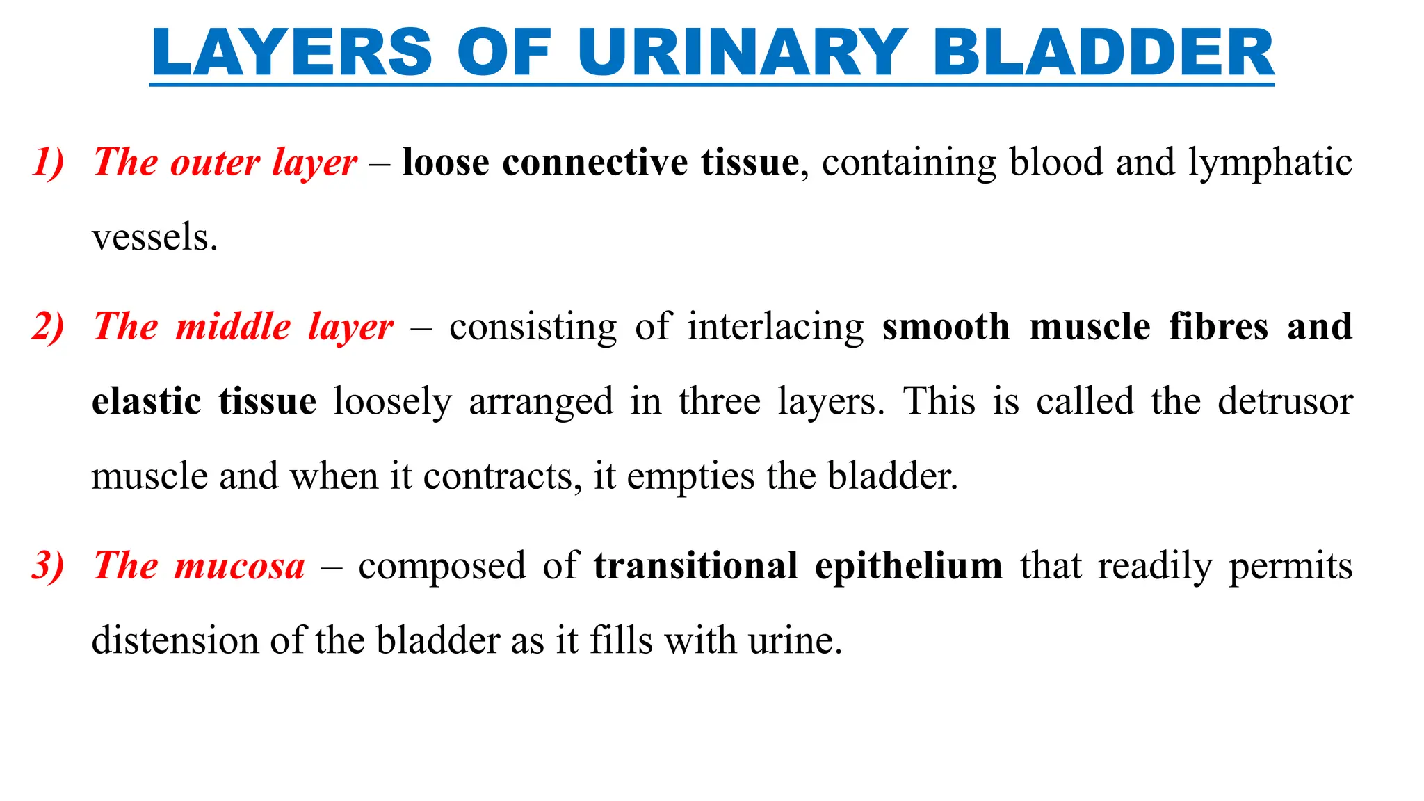 URINARY BLADDER.pptx