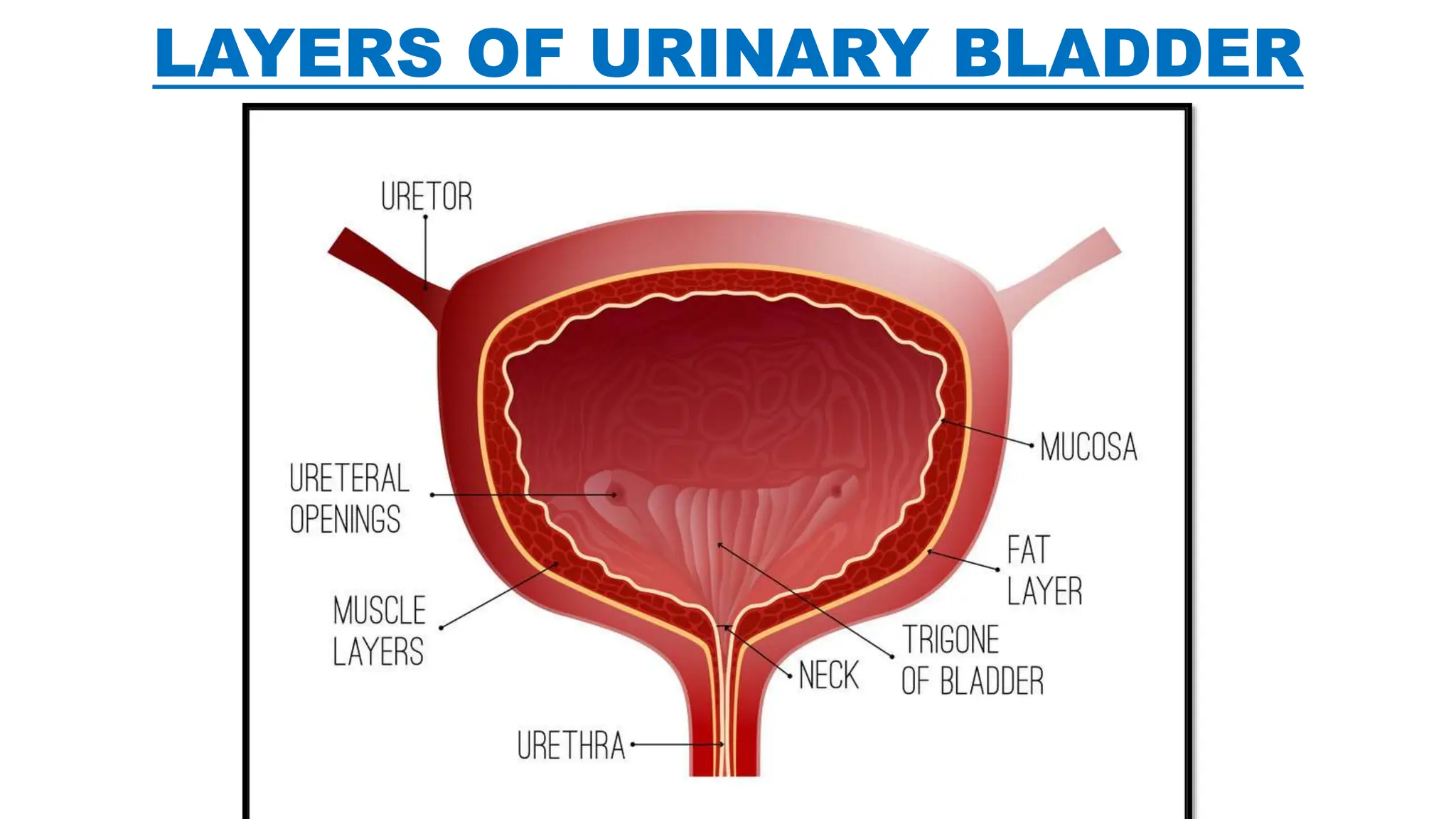 URINARY BLADDER.pptx