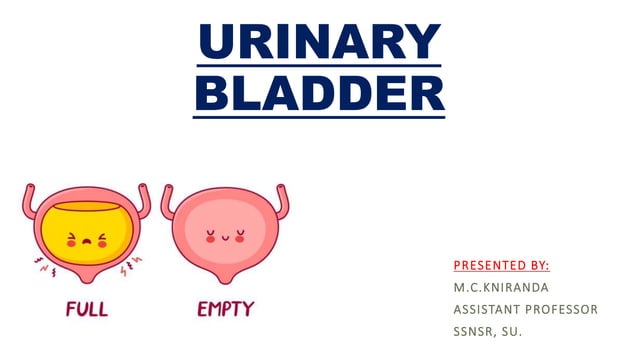 URINARY BLADDER.pptx