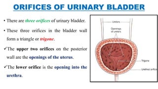 URINARY BLADDER.pptx