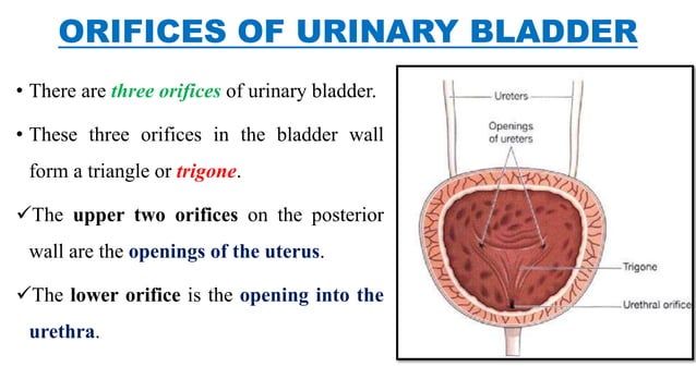 URINARY BLADDER.pptx