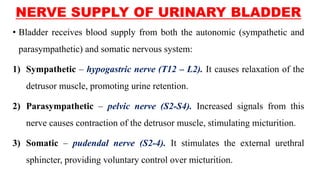URINARY BLADDER.pptx