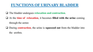 URINARY BLADDER.pptx