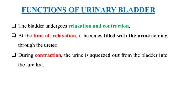 URINARY BLADDER.pptx