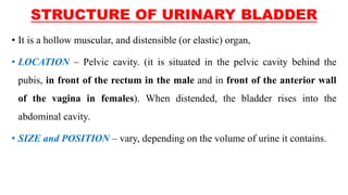 URINARY BLADDER.pptx