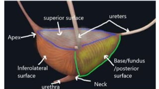 URINARY BLADDER.pptx