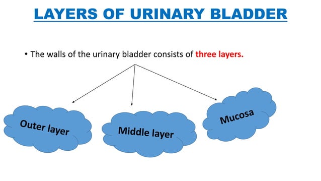 URINARY BLADDER.pptx