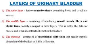 URINARY BLADDER.pptx