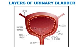 URINARY BLADDER.pptx