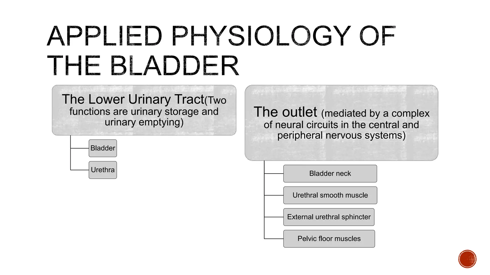 Surgical Anatomy of Urinary bladder.pptx