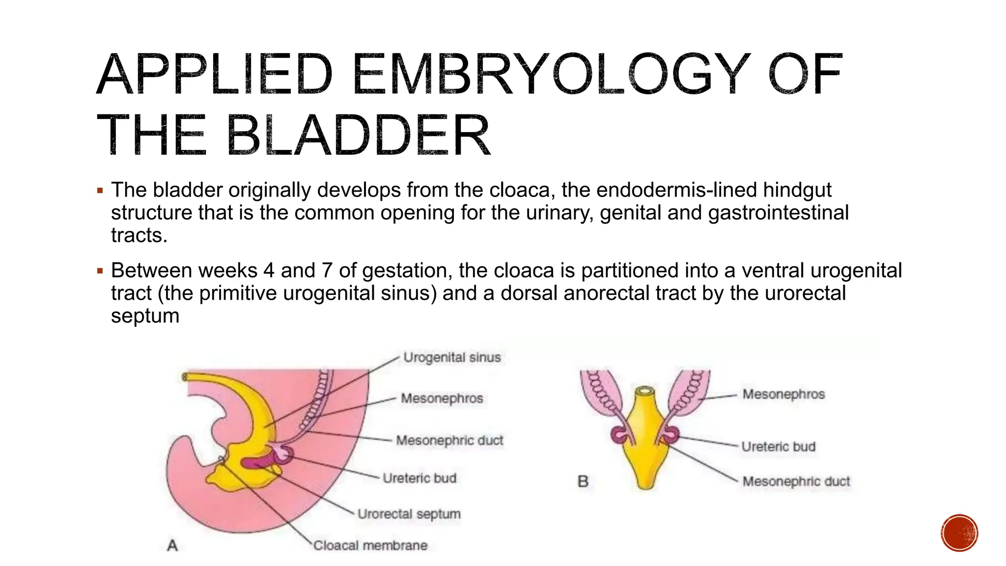 Surgical Anatomy of Urinary bladder.pptx