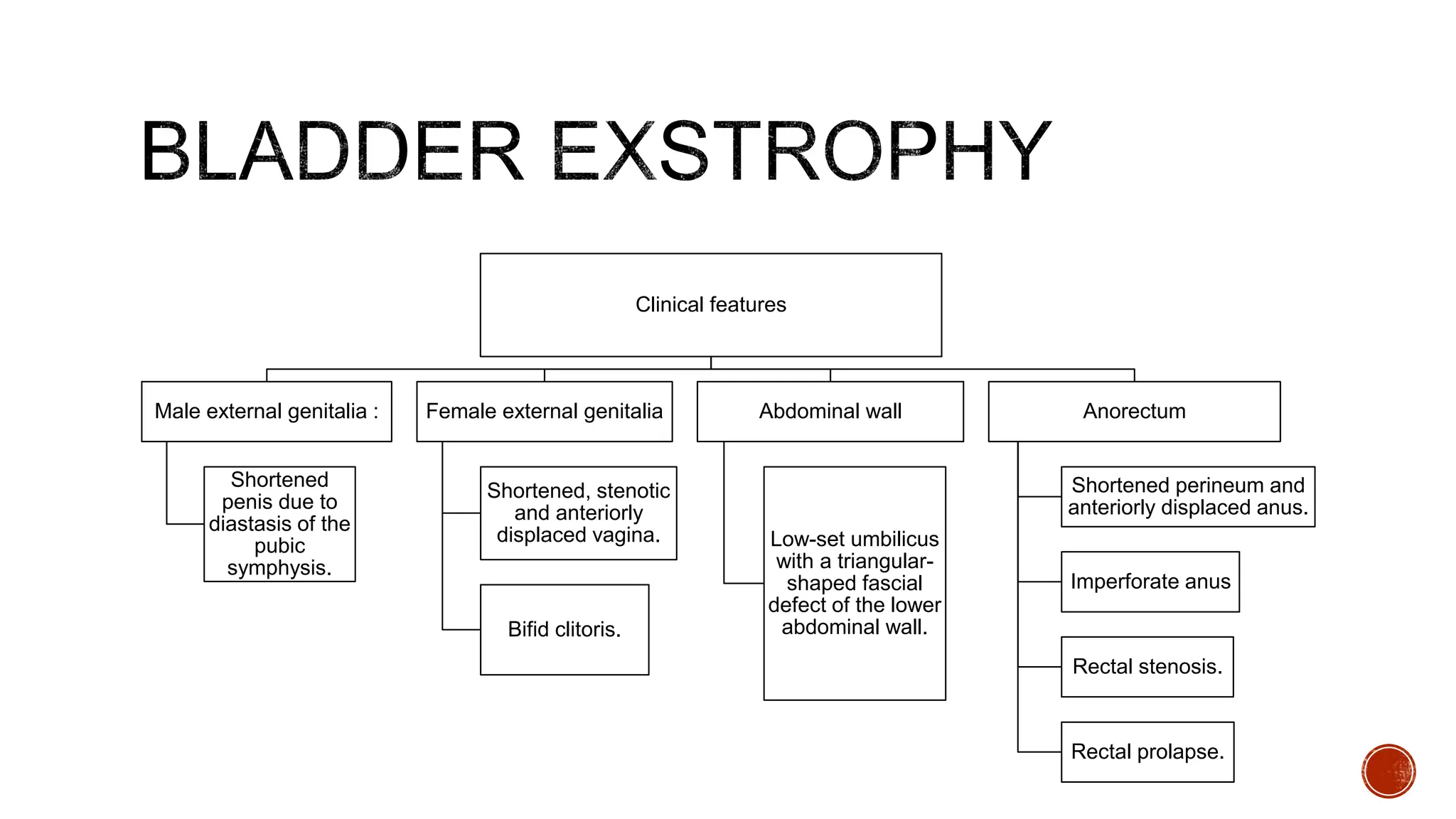 Surgical Anatomy of Urinary bladder.pptx