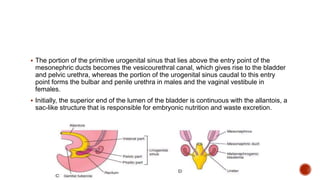 Surgical Anatomy of Urinary bladder.pptx