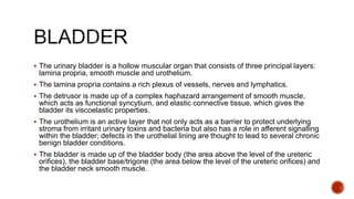 Surgical Anatomy of Urinary bladder.pptx
