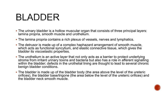 Surgical Anatomy of Urinary bladder.pptx