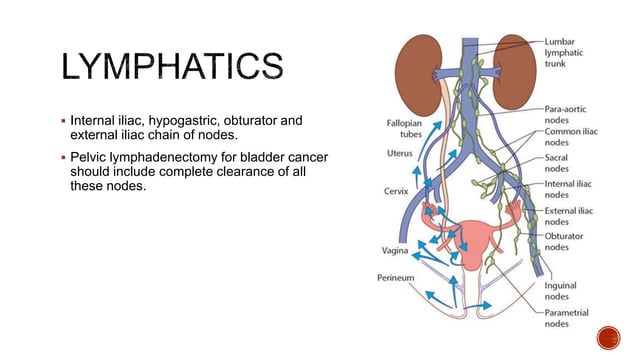 Surgical Anatomy of Urinary bladder.pptx