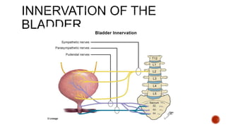 Surgical Anatomy of Urinary bladder.pptx
