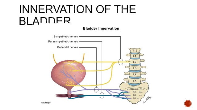 Surgical Anatomy of Urinary bladder.pptx