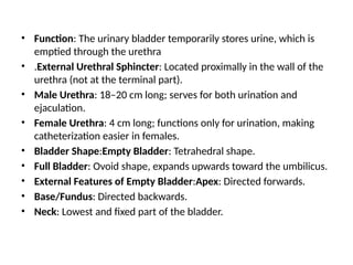 urinary bladder... system............PPTX