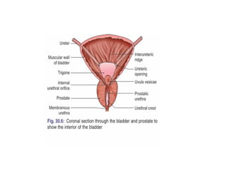 urinary bladder... system............PPTX