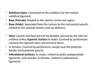 urinary bladder... system............PPTX